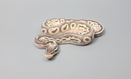 Lori Pastel Fire Mojave Orange Dream Ball Python by Steve's Morphs