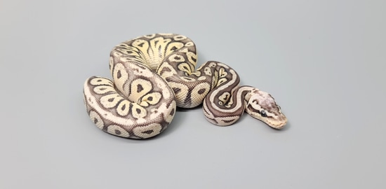Lori Pastel Fire Mojave Orange Dream Ball Python by Steve's Morphs