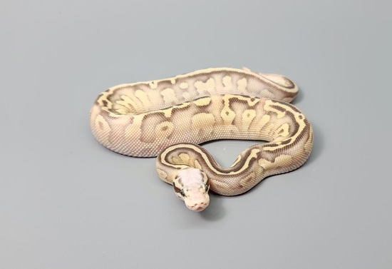 Super Pastel Fire Lesser Orange Dream Ball Python by Steve's Morphs