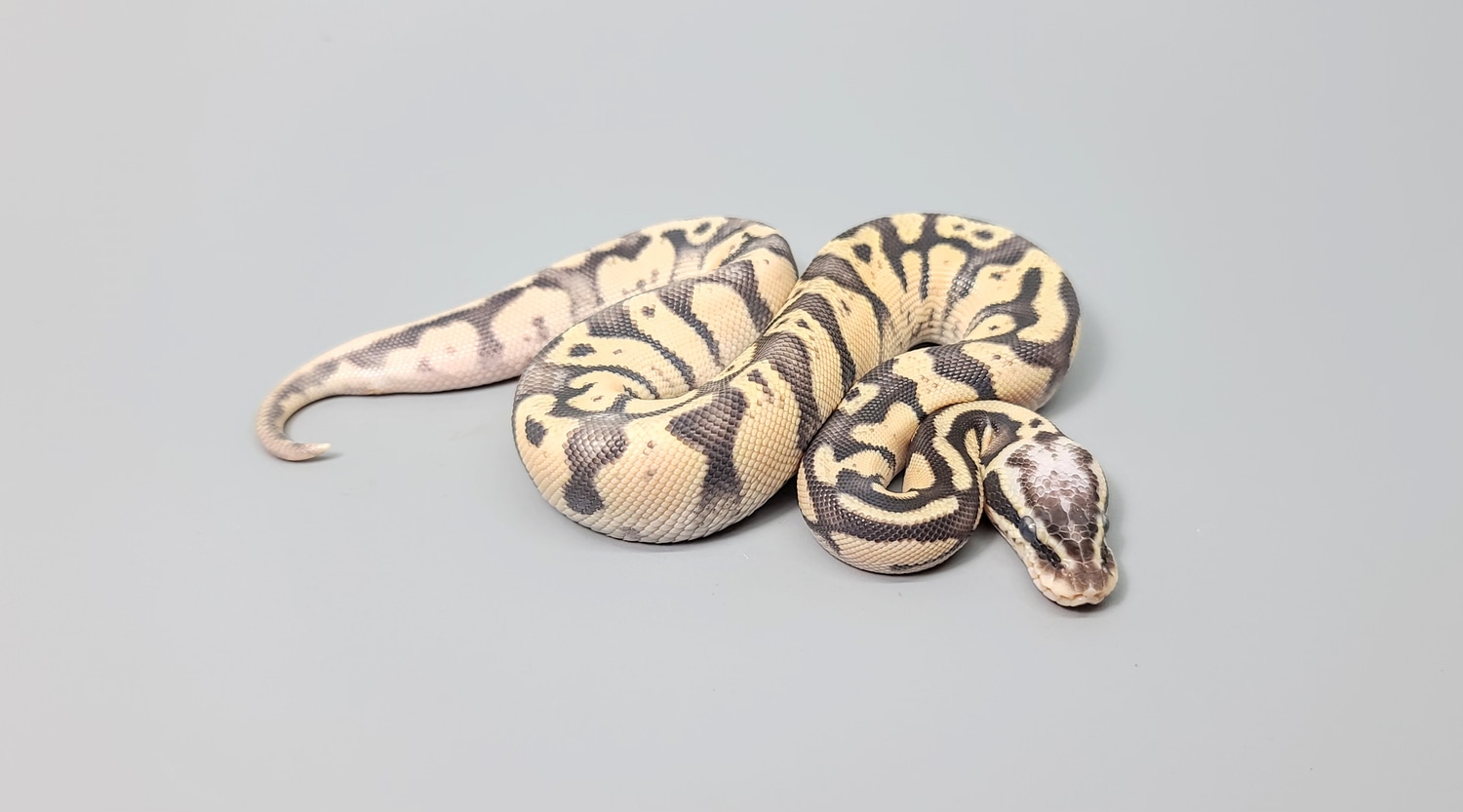 Fire Pastel Orange Dream Ball Python by Steve's Morphs - MorphMarket