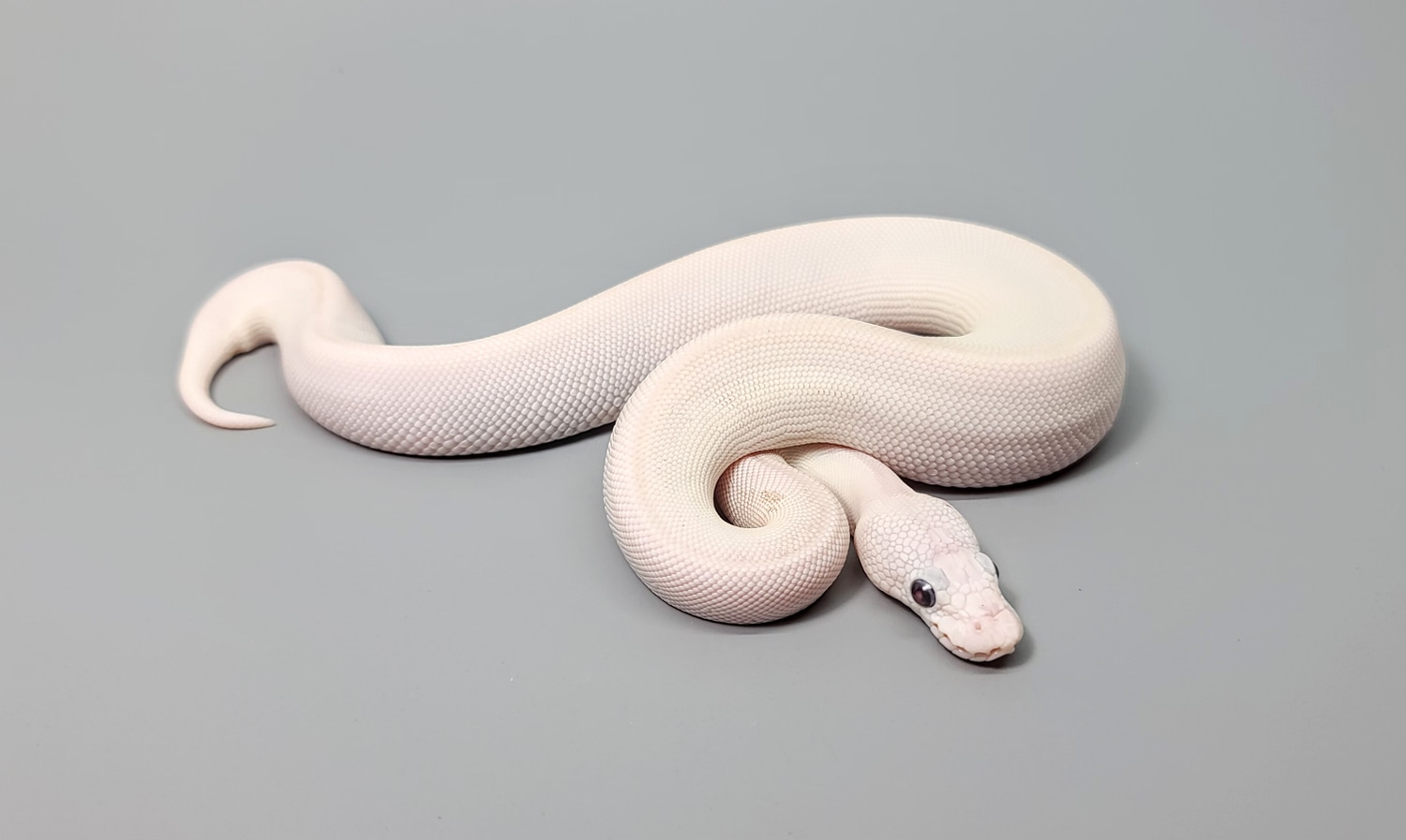 BEL Mojave Lesser Ball Python by Steve's Morphs - MorphMarket