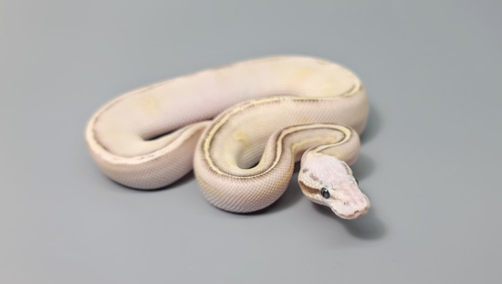Super Pastel Lesser Bongo Ball Python by Steve's Morphs