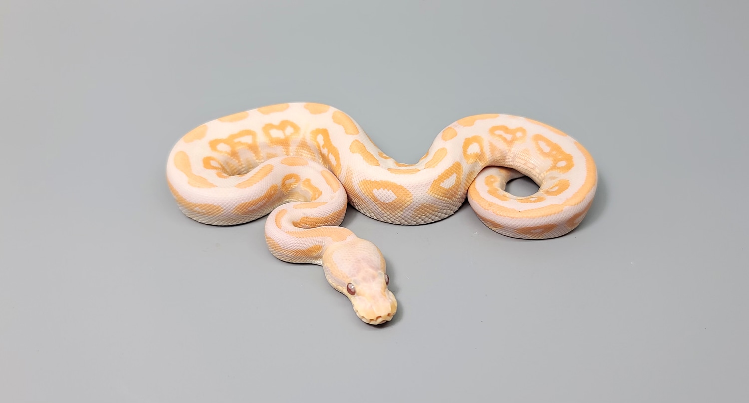 Cinnamon Lavender Albino Ball Python by Steve's Morphs - MorphMarket