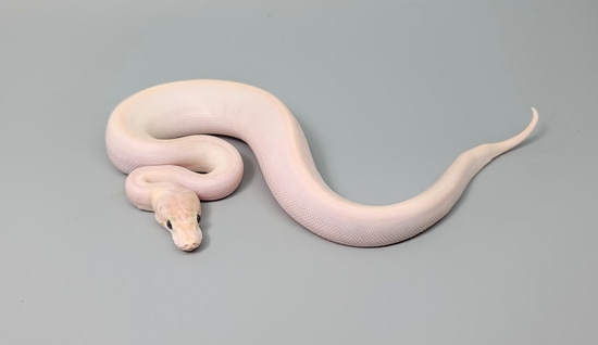 Fire Ivory Pos Banana Ball Python by Steve's Morphs
