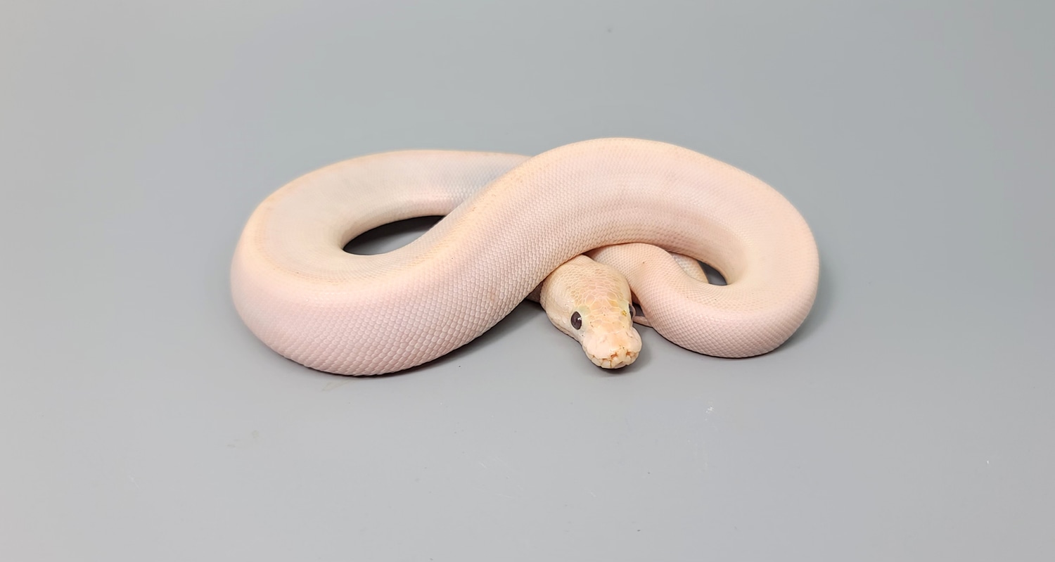 Fire Ivory Pos Banana Ball Python by Steve's Morphs - MorphMarket