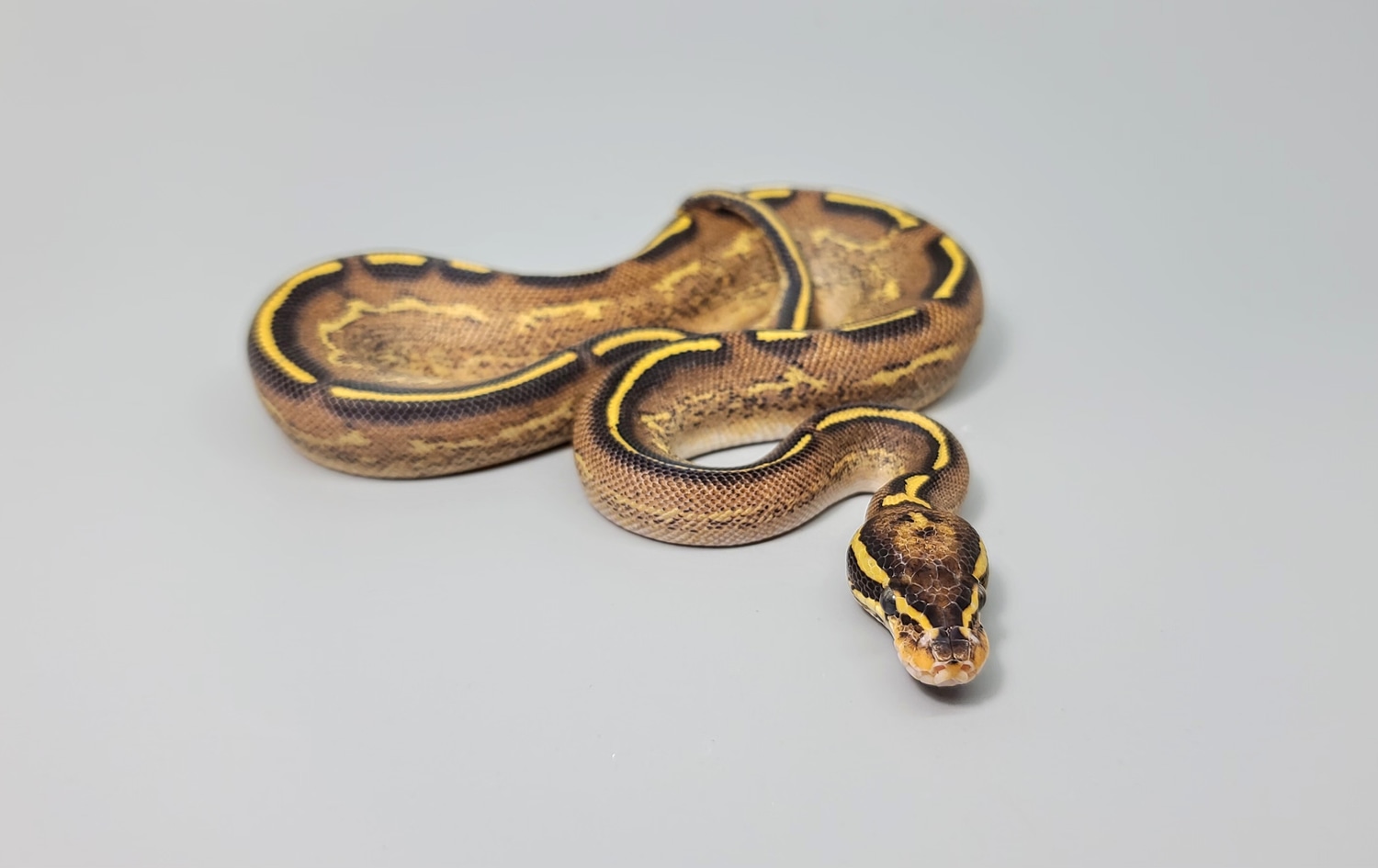 Freeway Ball Python by Steve's Morphs - MorphMarket