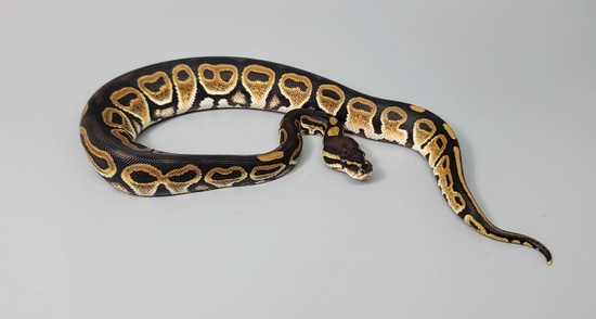 Green Pastel Ball Python by Steve's Morphs