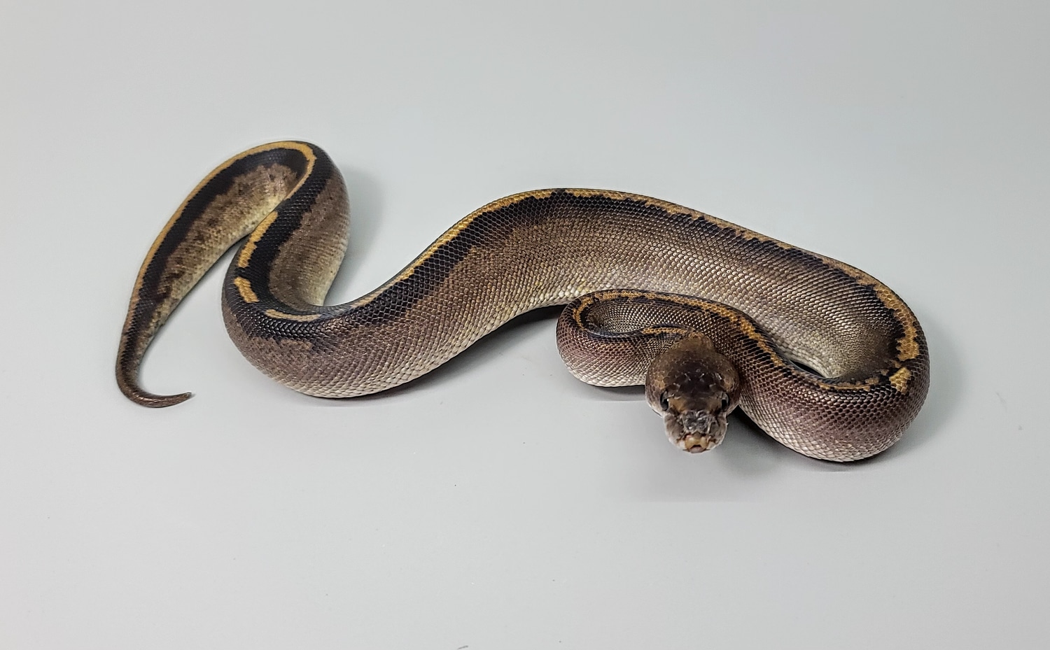 Suma Ball Python by Steve's Morphs - MorphMarket