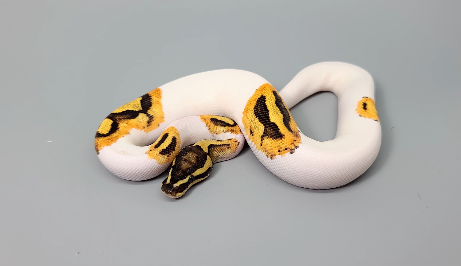 Fire Pied Ball Python by Steve's Morphs - MorphMarket