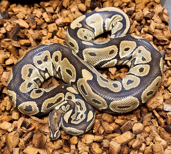 Lori Ball Python by Steve's Morphs