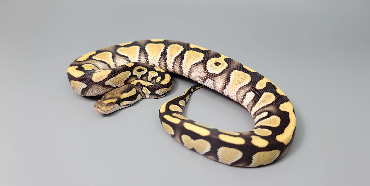 Butter Desert Ghost Ball Python by Steve's Morphs - MorphMarket