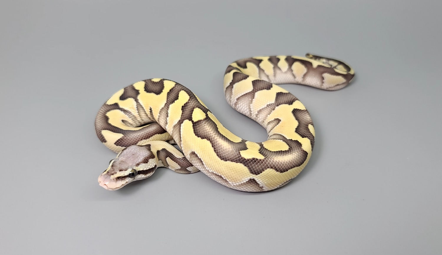Pastel Butter Desert Ghost Ball Python by Steve's Morphs - MorphMarket