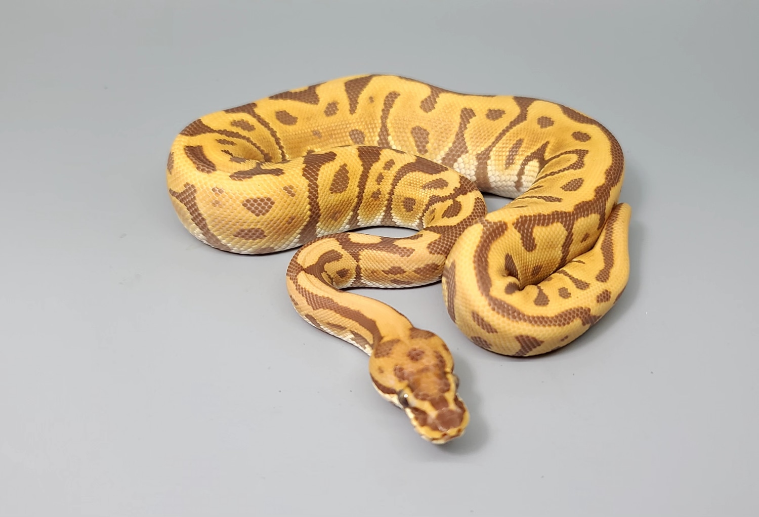 Spotnose Leopard Ultramel Ball Python by Steve's Morphs - MorphMarket