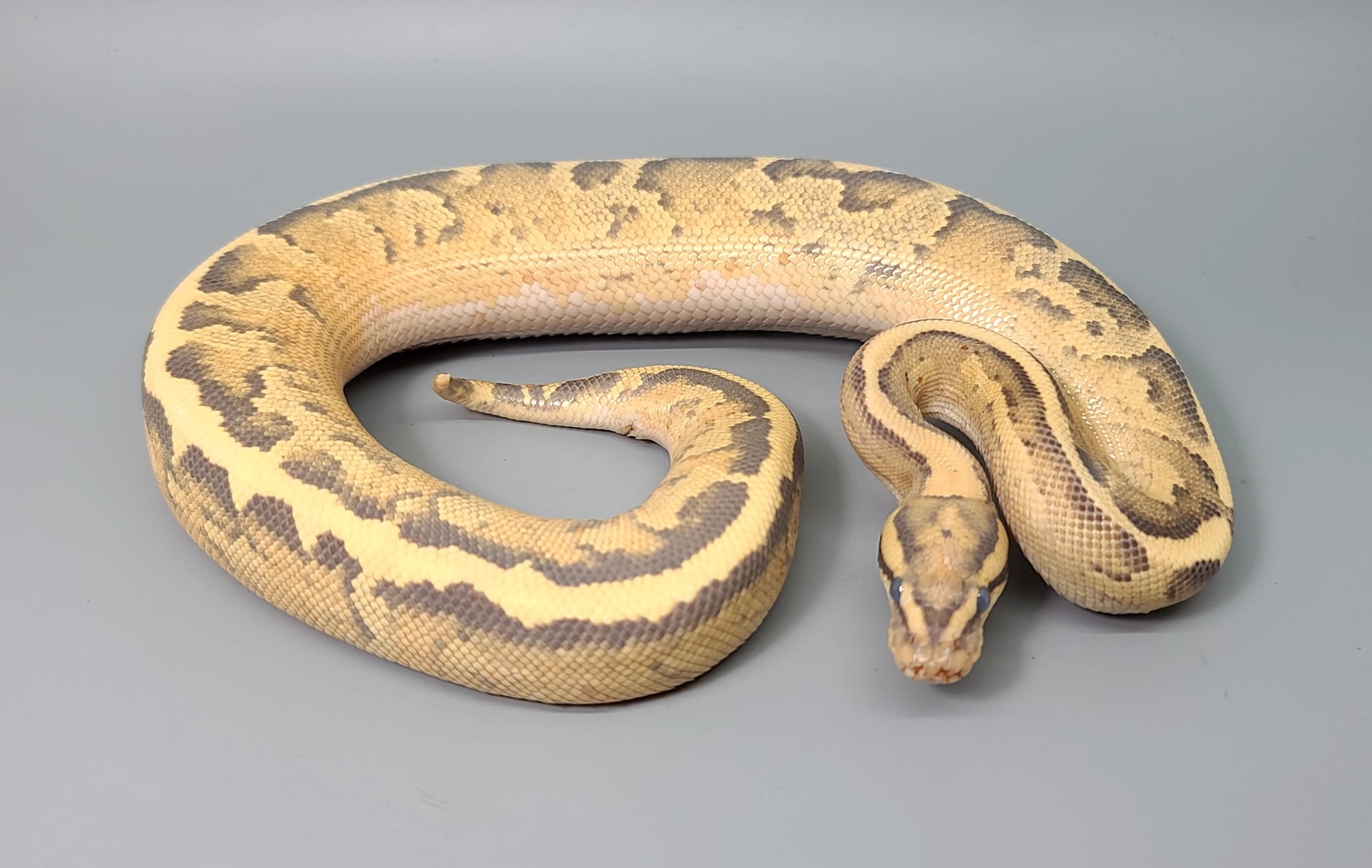 Disco Inferno Ball Python by Steve's Morphs - MorphMarket