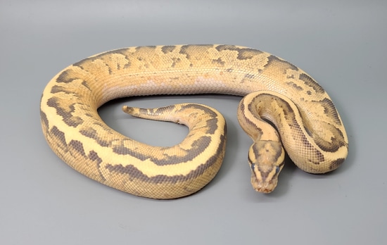 Disco Inferno Ball Python by Steve's Morphs