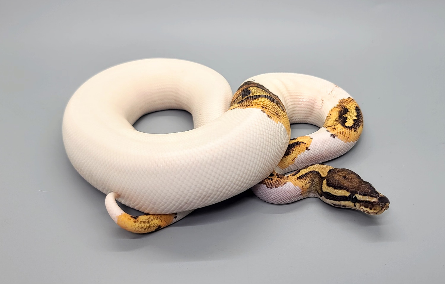 Fire Pied Ball Python by Steve's Morphs - MorphMarket