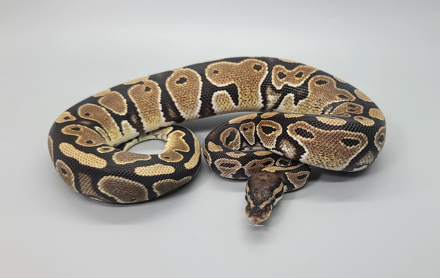 DH Candy Pied Ball Python by Steve's Morphs - MorphMarket