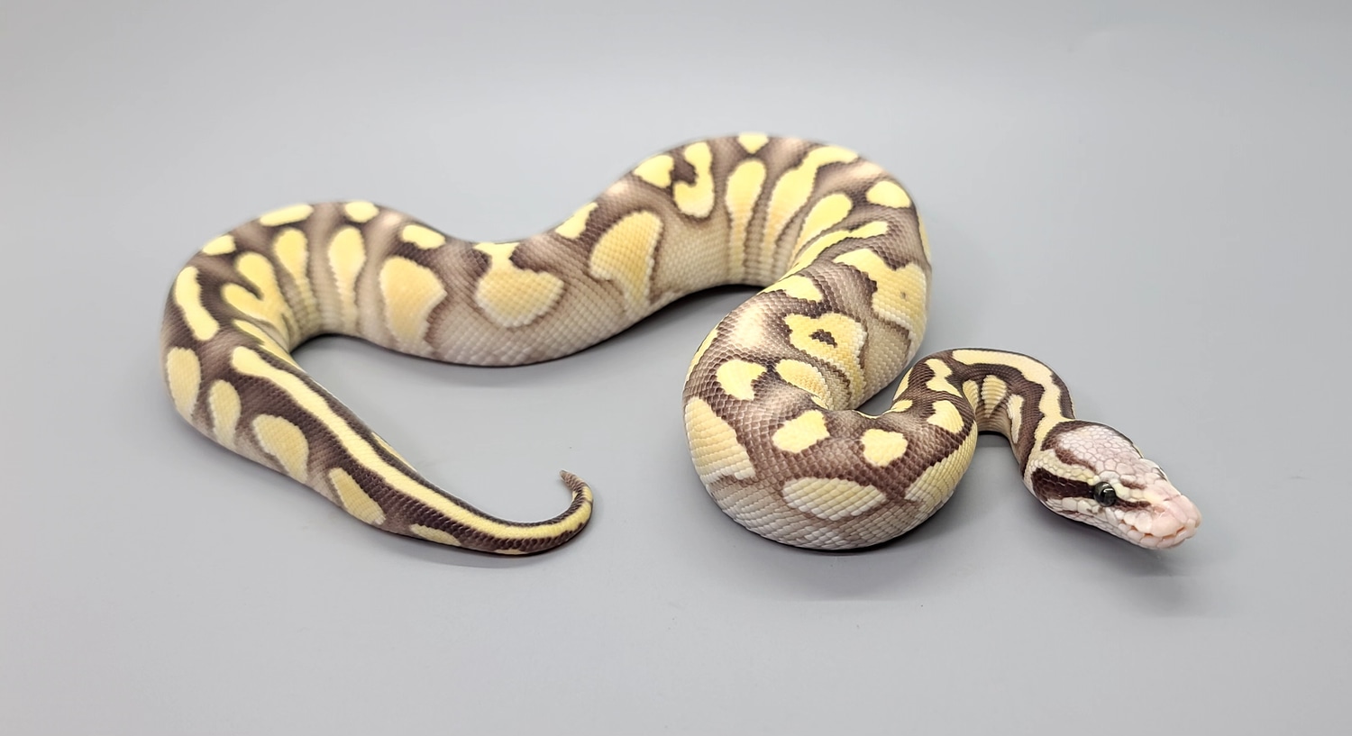 Pastel Butter Desert Ghost Ball Python by Steve's Morphs - MorphMarket