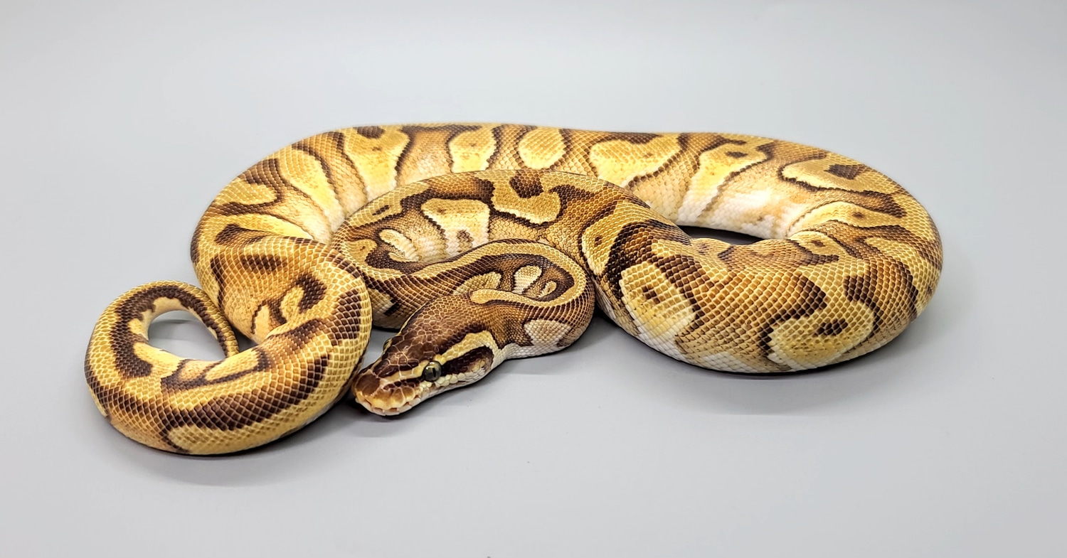 Enchi Mojave YB Ball Python by Steve's Morphs - MorphMarket