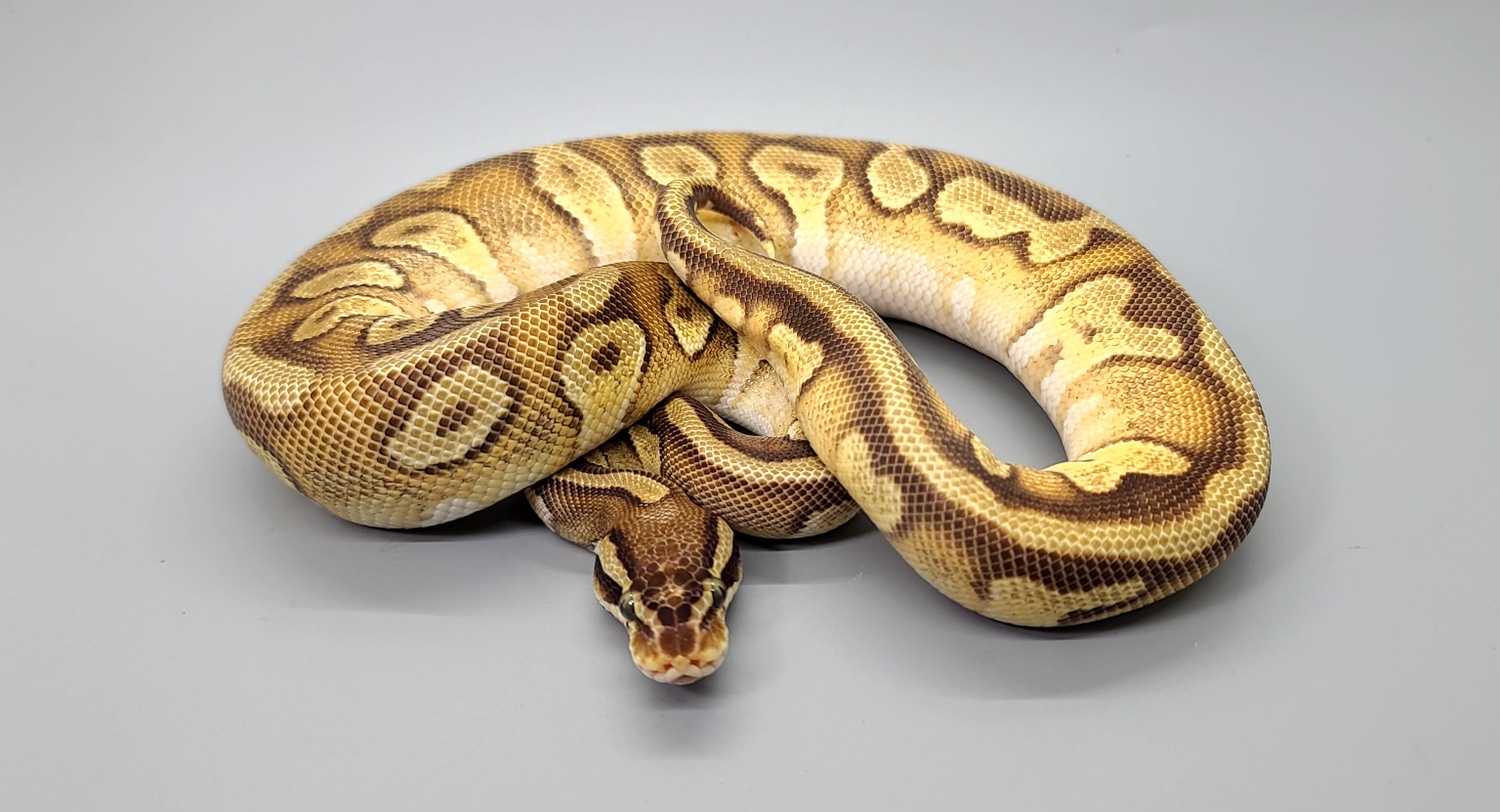 Enchi Mojave YB Ball Python by Steve's Morphs - MorphMarket