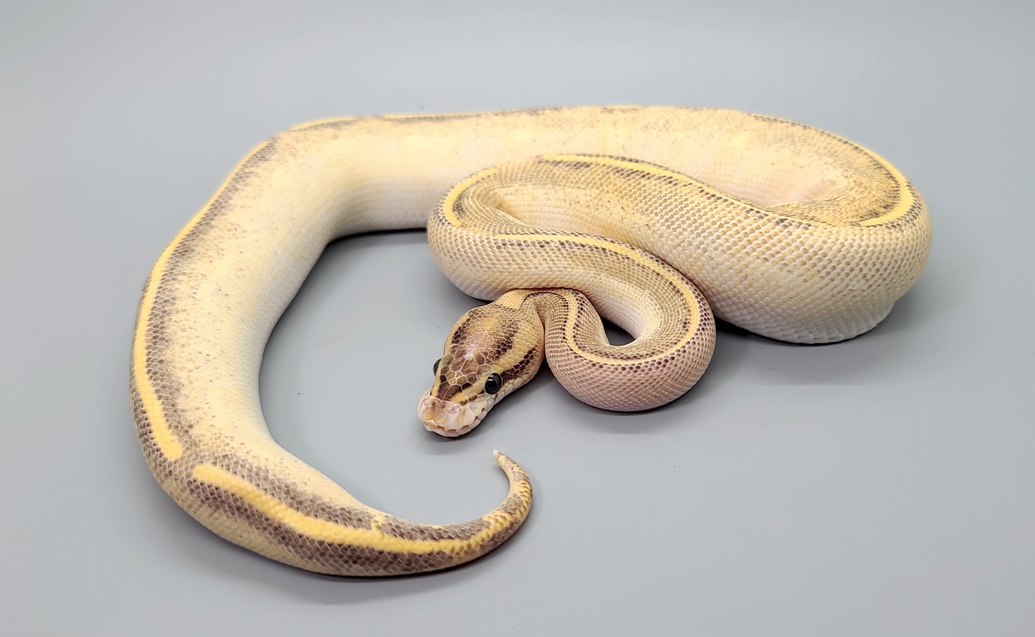 Highway Ball Python by Steve's Morphs - MorphMarket
