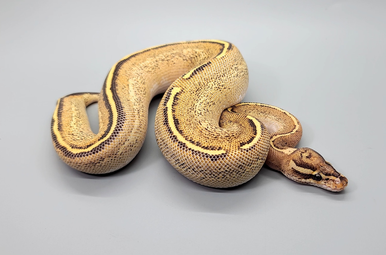 Fire Freeway Ball Python by Steve's Morphs - MorphMarket