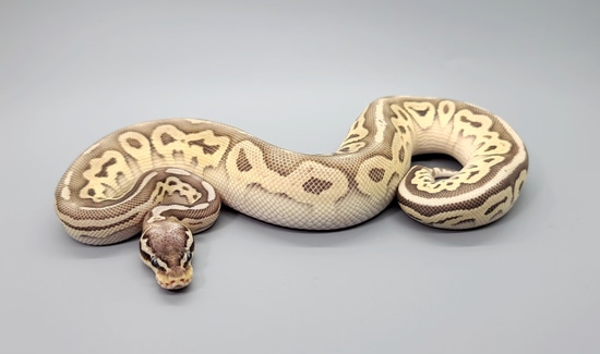Orange Dream Mojave Lori Pastel Ball Python by Steve's Morphs
