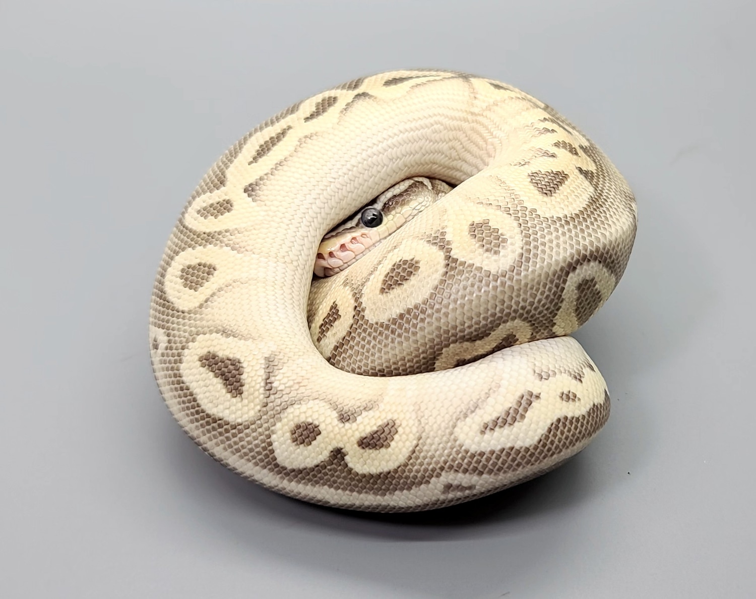 Orange Dream Lori Mojave Super Pastel Fire Ball Python by Steve's ...