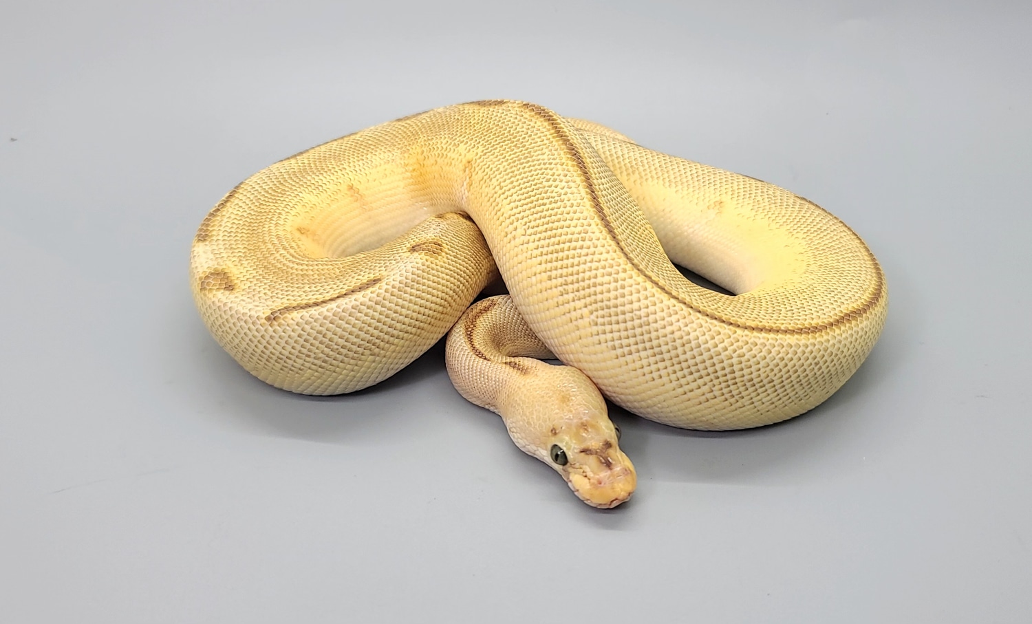 Enchi Russo Spider Clown Het Hypo Ball Python by Steve's Morphs ...