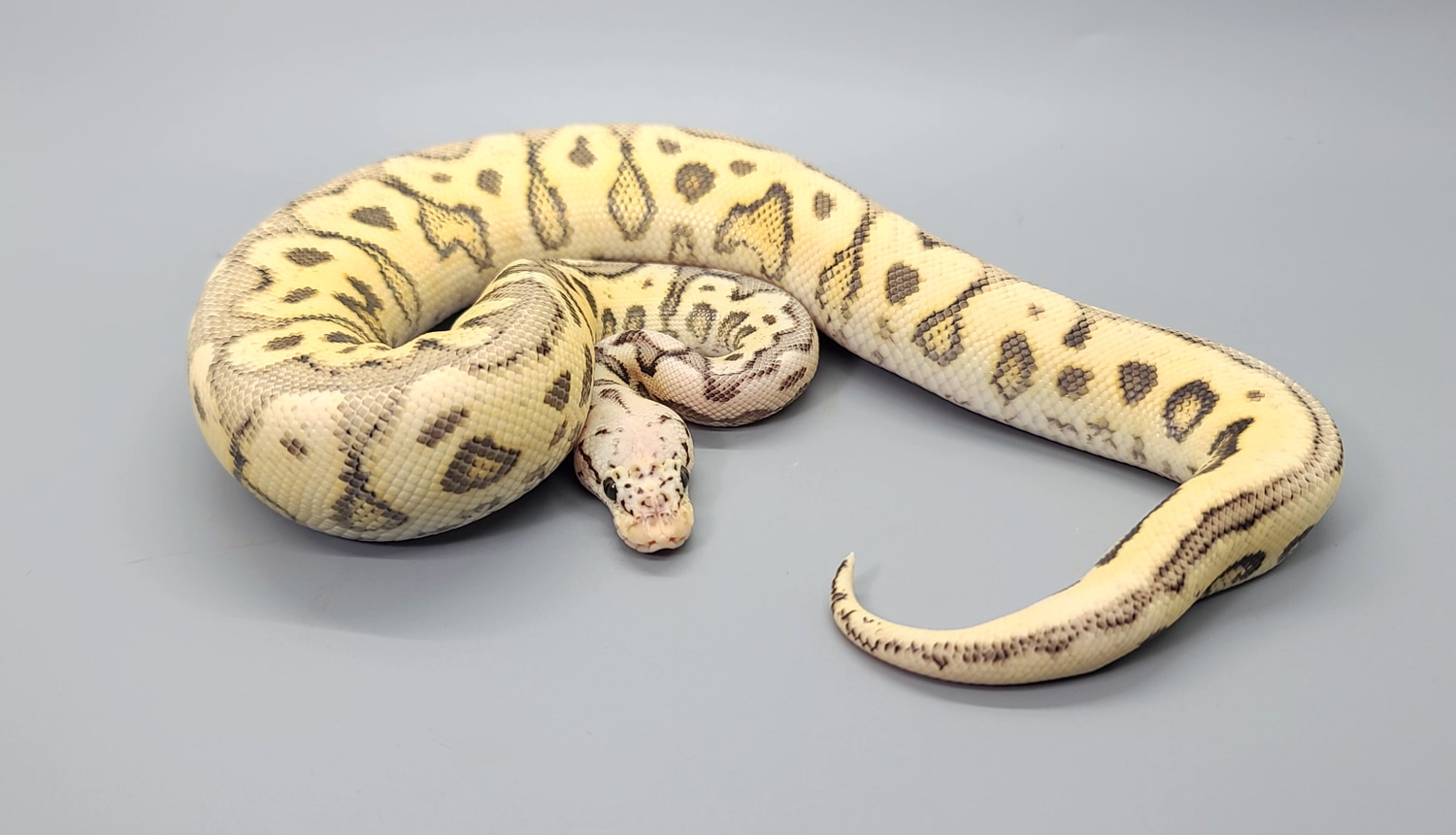 Super Pastel Spotnose Clown Ball Python by Steve's Morphs - MorphMarket