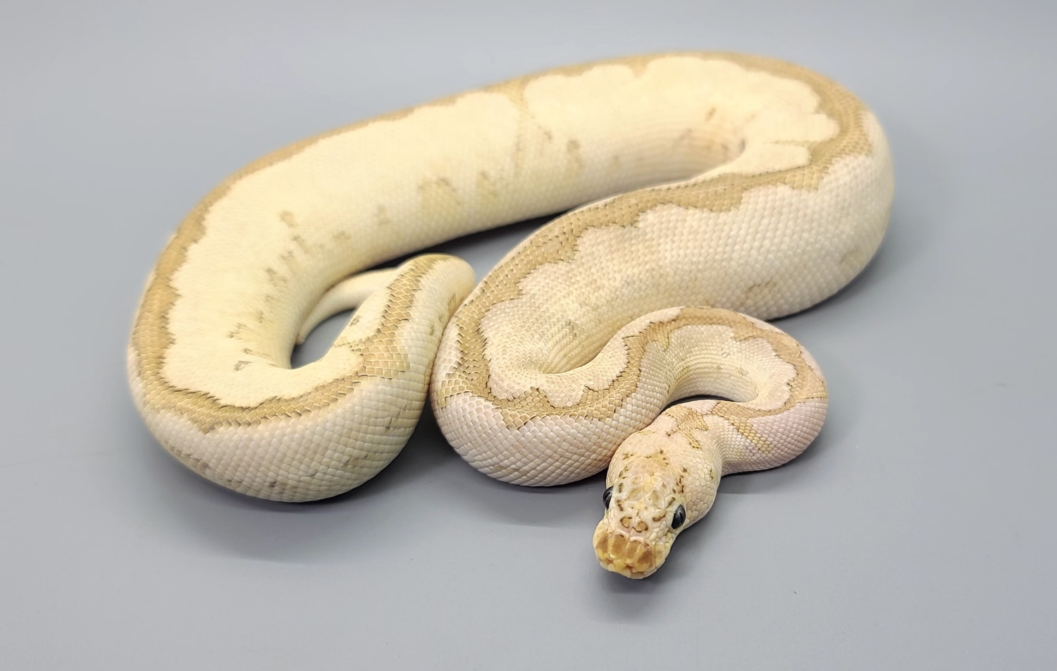 Bamboo Pastel Clown Ball Python by Steve's Morphs - MorphMarket