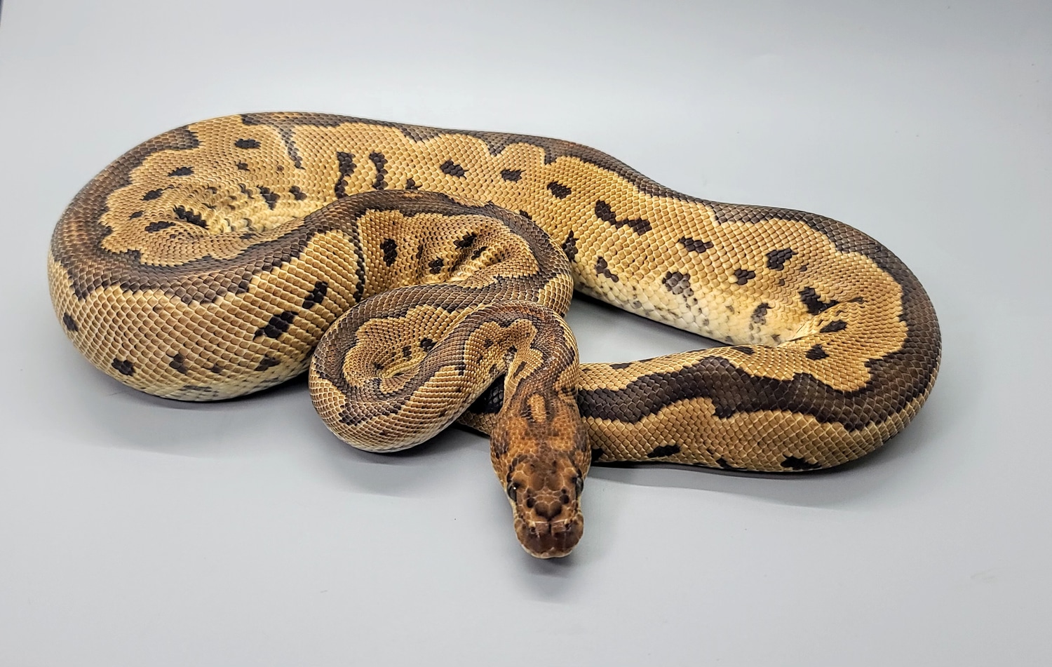 Motley Granite Clown Ball Python by Steve's Morphs - MorphMarket