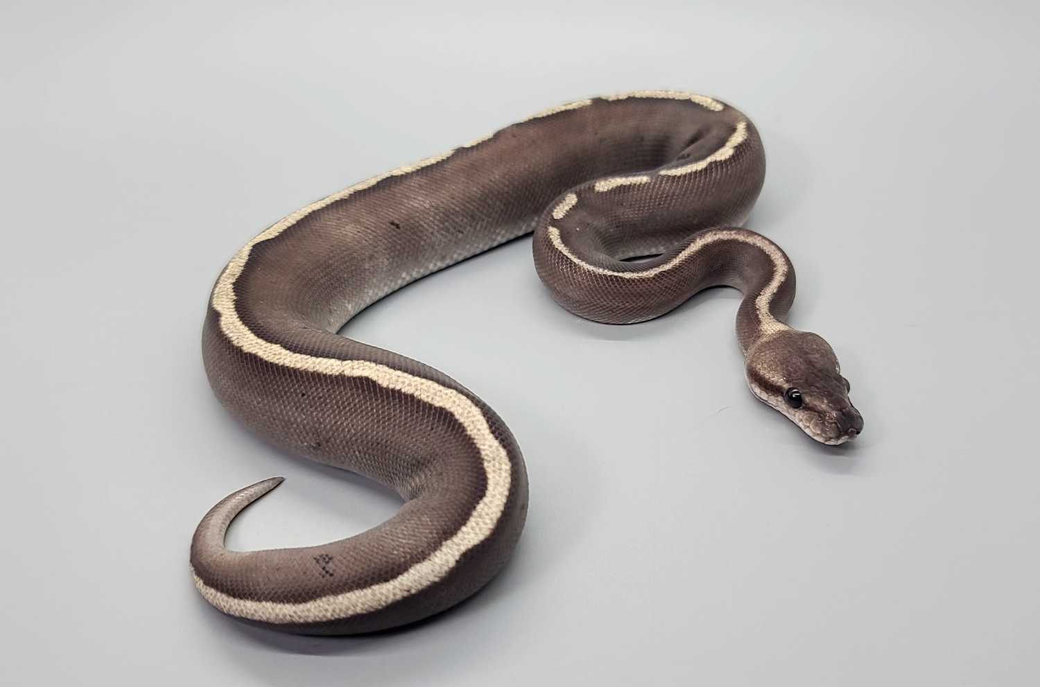 Super GHI Mojave Chocolate Ball Python by Steve's Morphs - MorphMarket