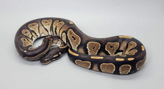 Black Head Red Ringer Gene Het Hypo Ball Python by Steve's Morphs
