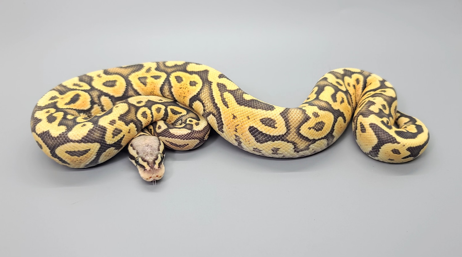 Huffman Vanilla Pastel Hypo Ball Python by Steve's Morphs - MorphMarket