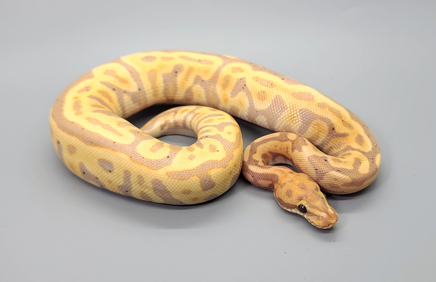 Banana Leopard Spotnose Ball Python by Steve's Morphs - MorphMarket