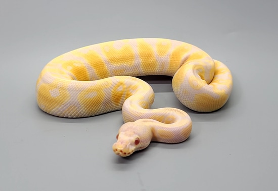 Candino Ball Python by Steve's Morphs