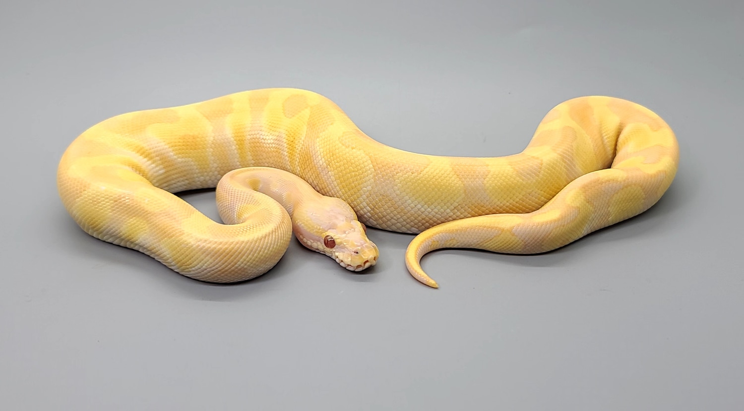 Candino Enchi Mystic Ball Python by Steve's Morphs - MorphMarket
