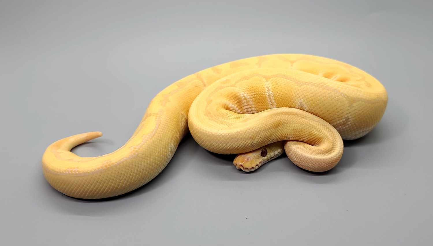 Candino Pinstripe Ball Python by Steve's Morphs - MorphMarket