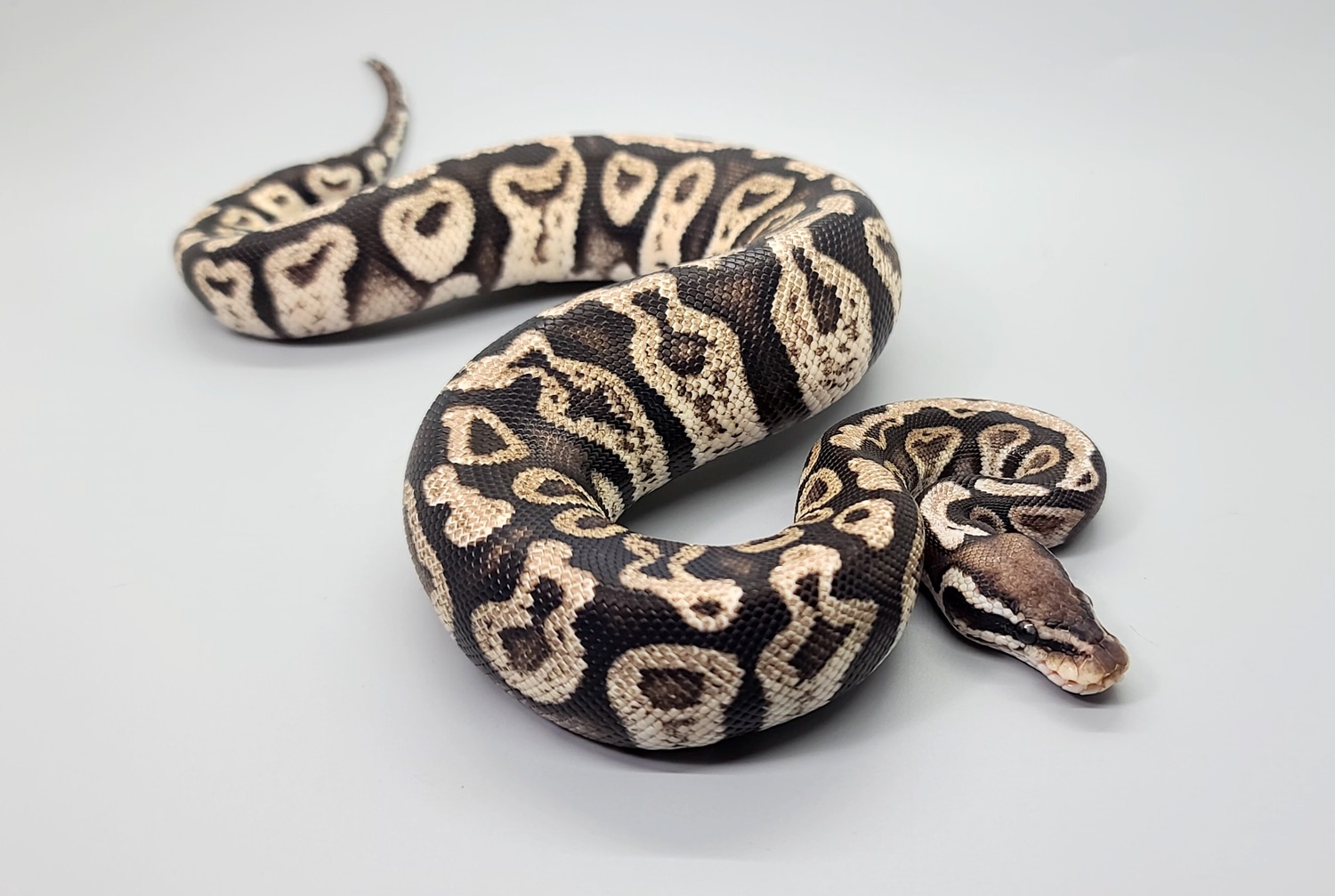 GHI Pastel TSK Axanthic Ball Python by Steve's Morphs - MorphMarket