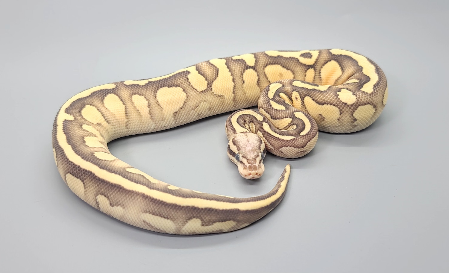 Orange Dream Firefly Butter Ball Python by Steve's Morphs - MorphMarket
