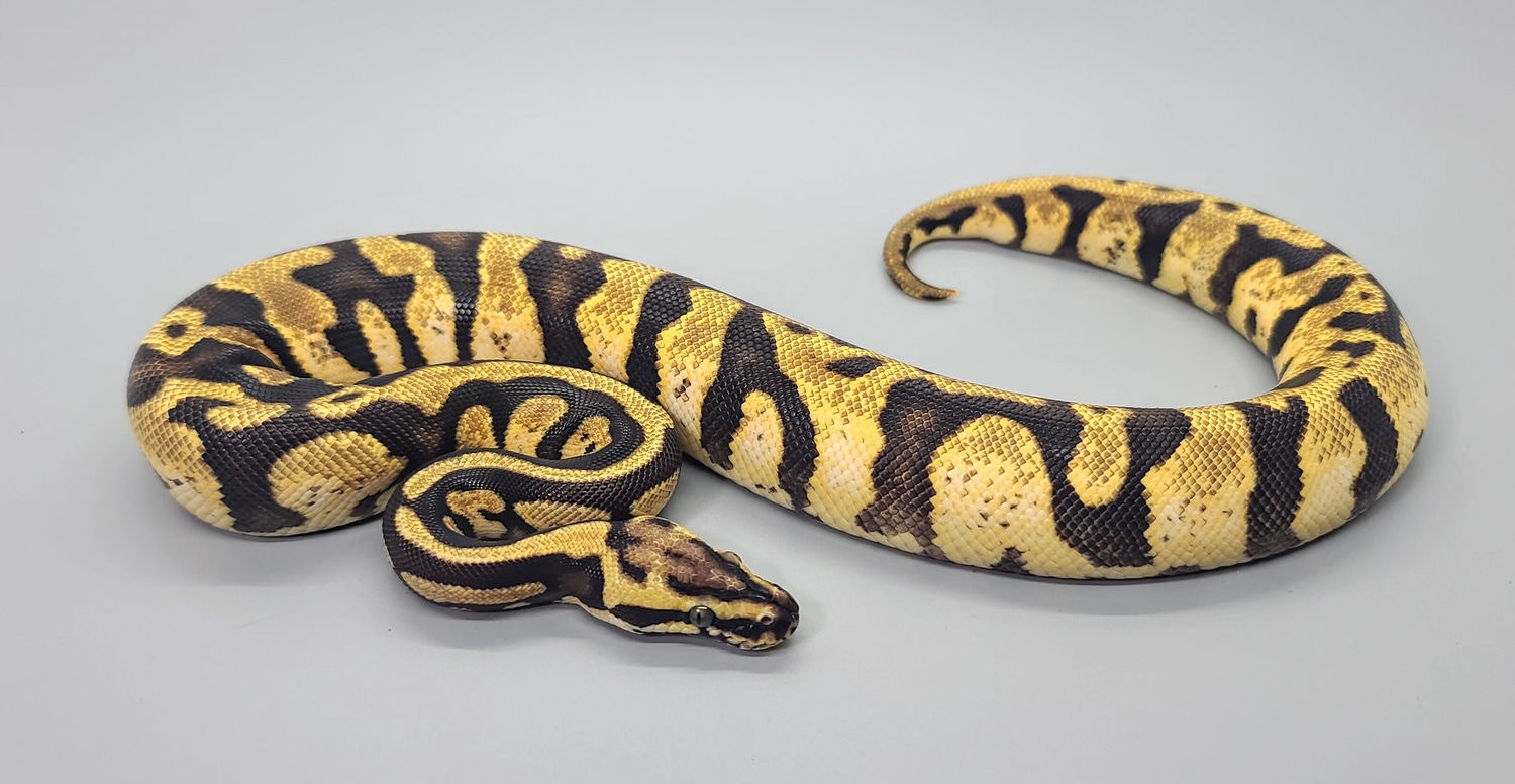 Confusion Pastel Enchi Calico Ball Python by Steve's Morphs - MorphMarket