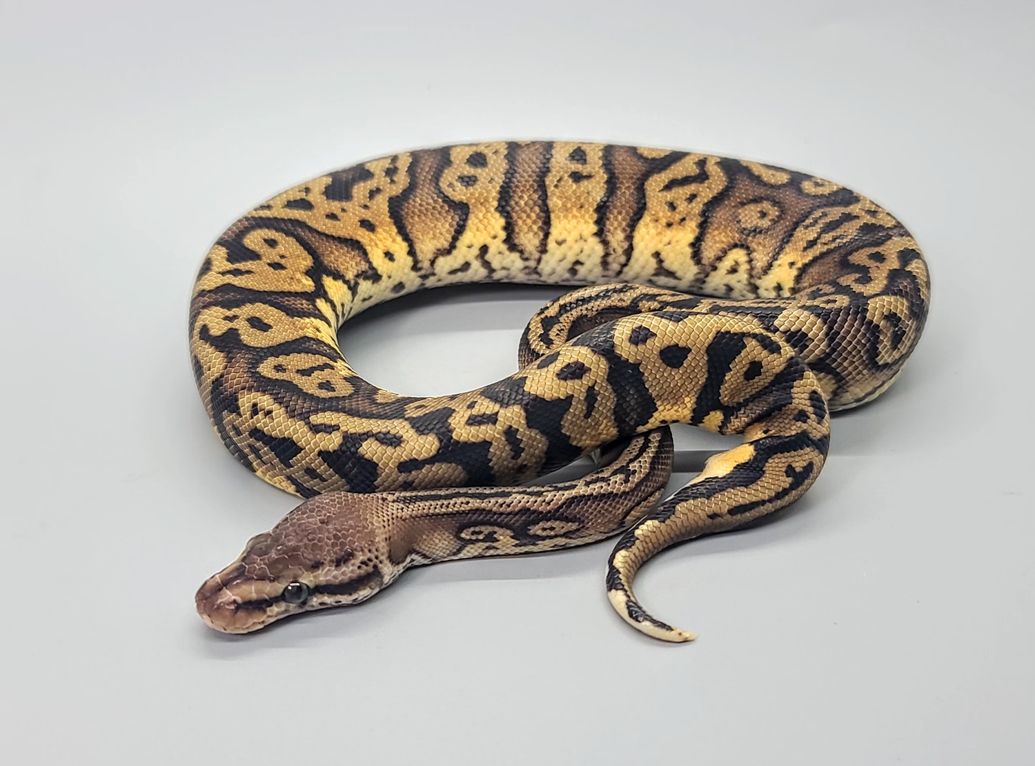 Confusion Pastel HGWG YB Ball Python by Steve's Morphs - MorphMarket