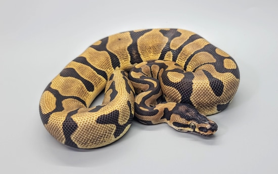 Acid Enchi Ball Python by Steve's Morphs