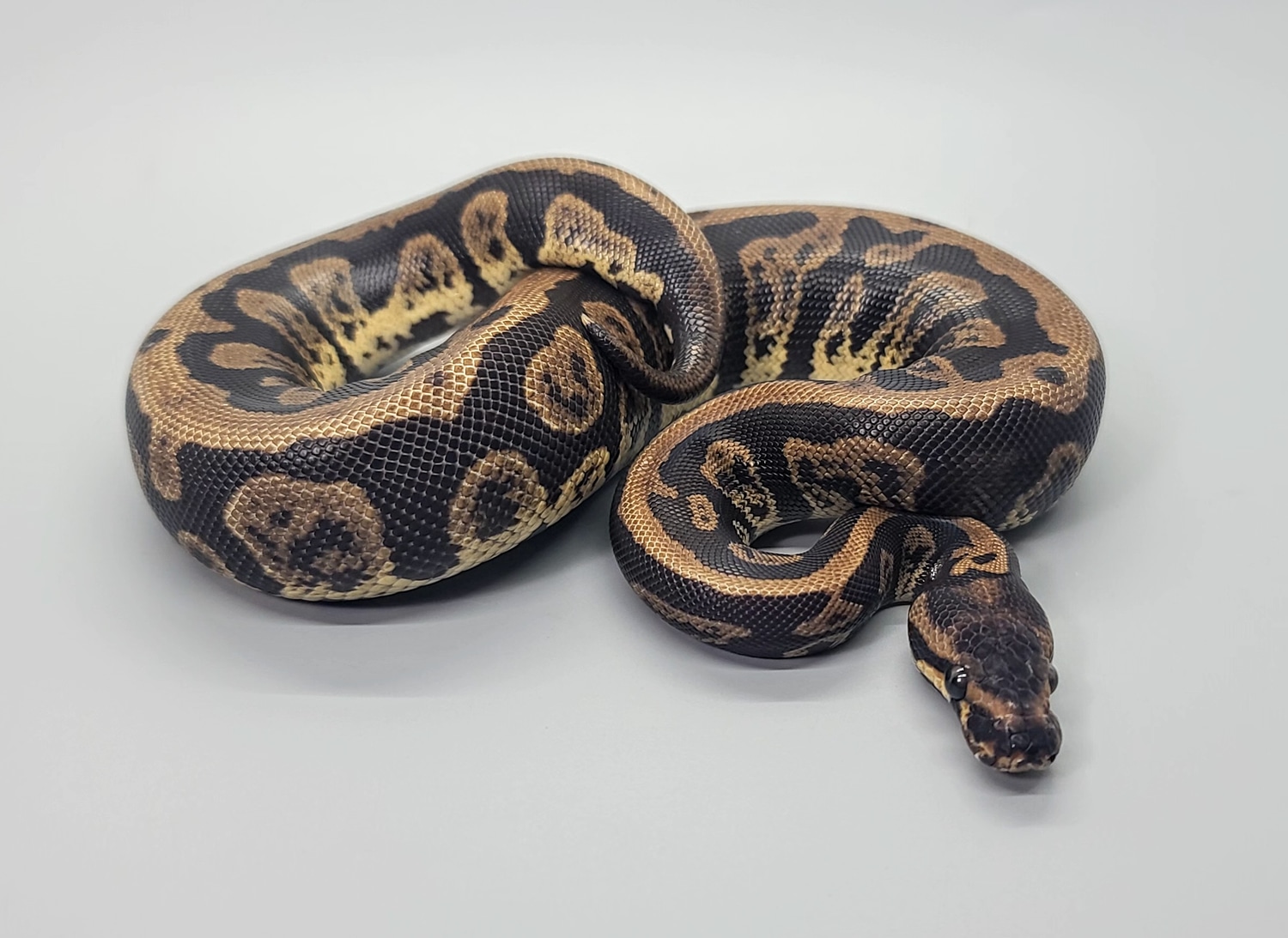 Confusion Sable Ball Python by Steve's Morphs - MorphMarket