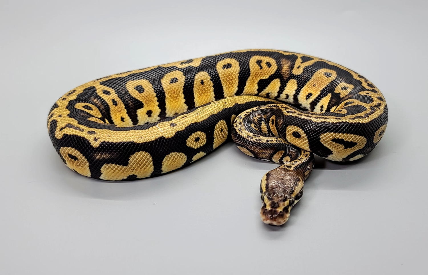Acid Cypress Pastel Ball Python by Steve's Morphs - MorphMarket