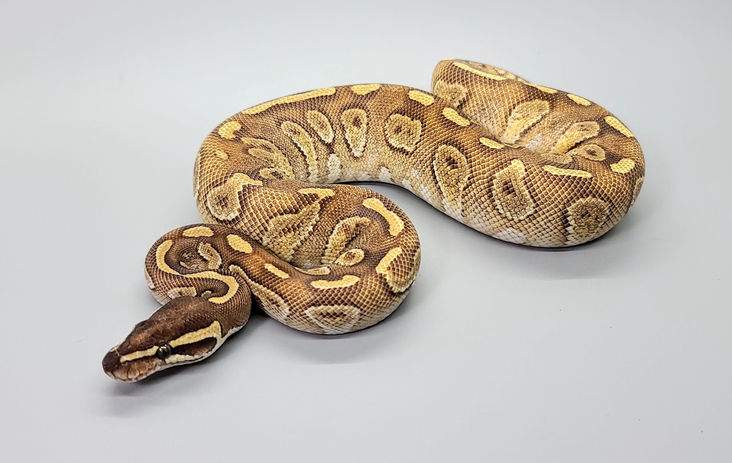 Granite Mojave Enchi Ball Python by Steve's Morphs - MorphMarket