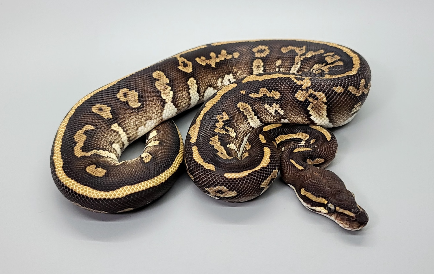 Nanny Leopard Mojave Ball Python by Steve's Morphs - MorphMarket