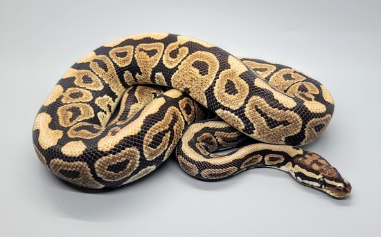 Spotnose Het Puzzle Ball Python by Steve's Morphs