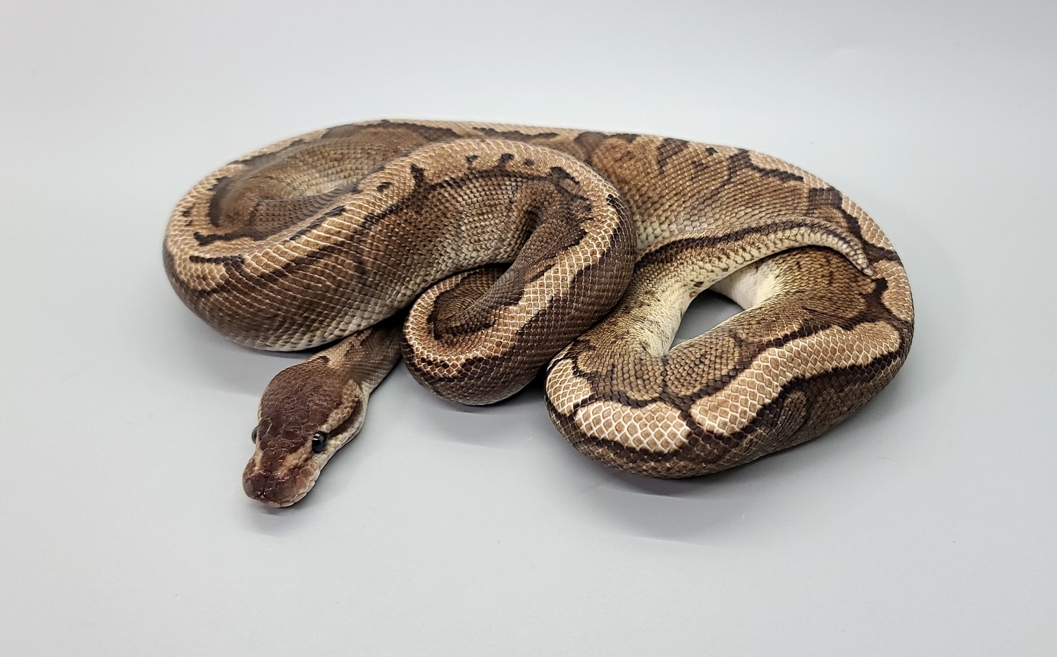 GHI Pinstripe TSK Axanthic Ball Python by Steve's Morphs - MorphMarket